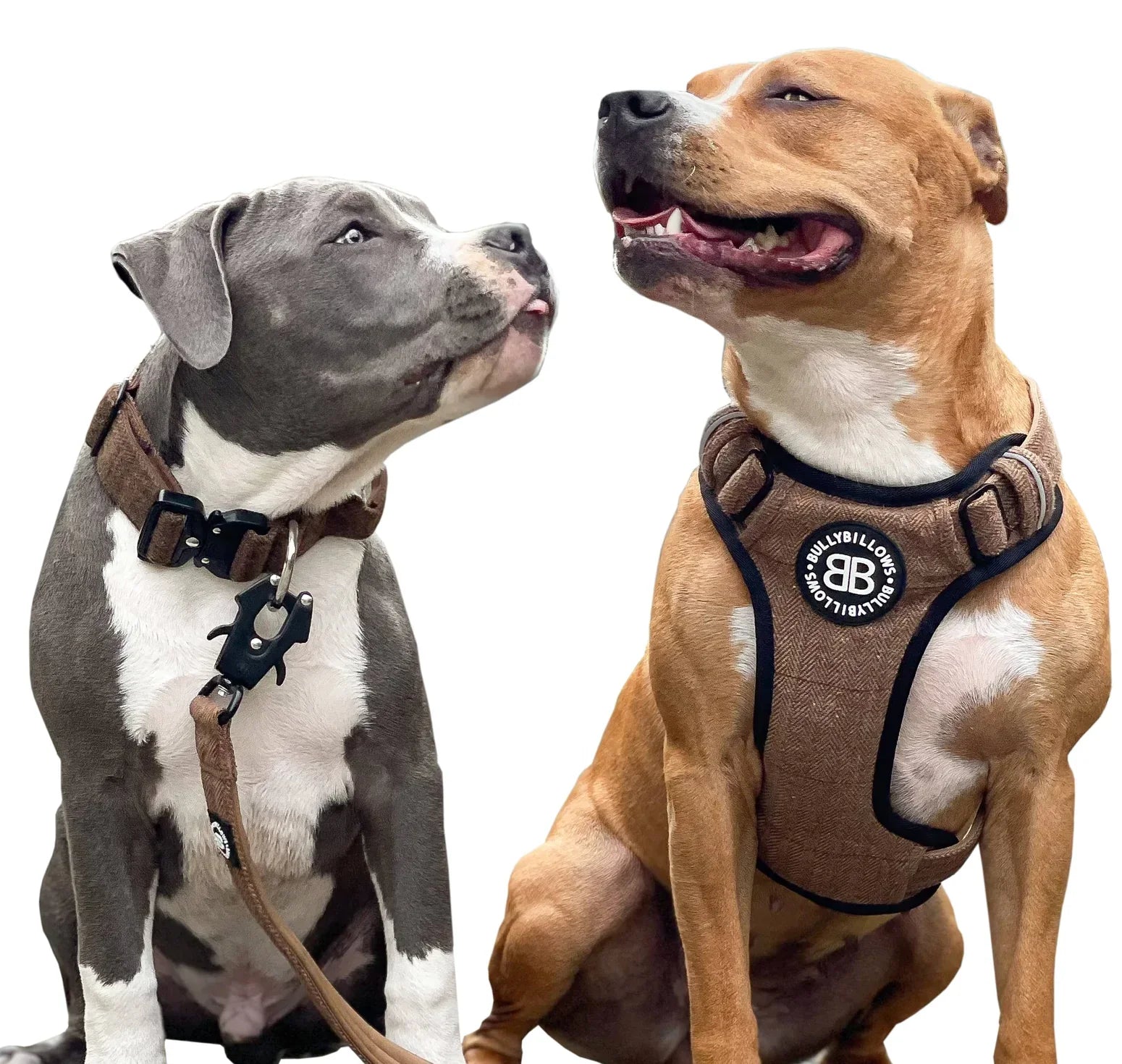 Dog Harnesses – BullyBillows Wholesale